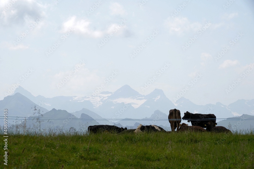 Herd of cows grazing an alpin meadow in high altitude. On the ...