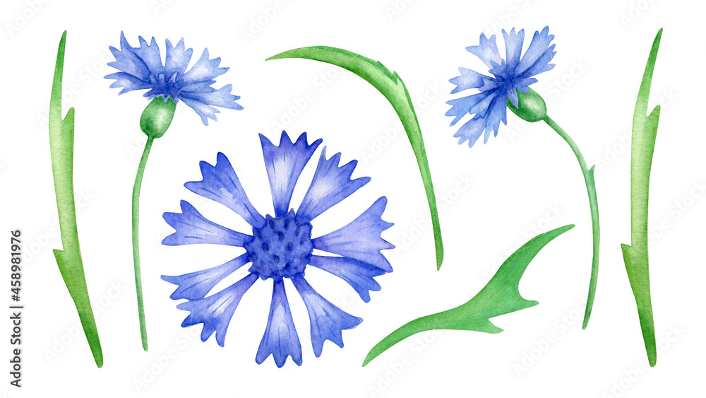 Watercolor cornflowers set. Hand painted blue wild flowers with leaves ...