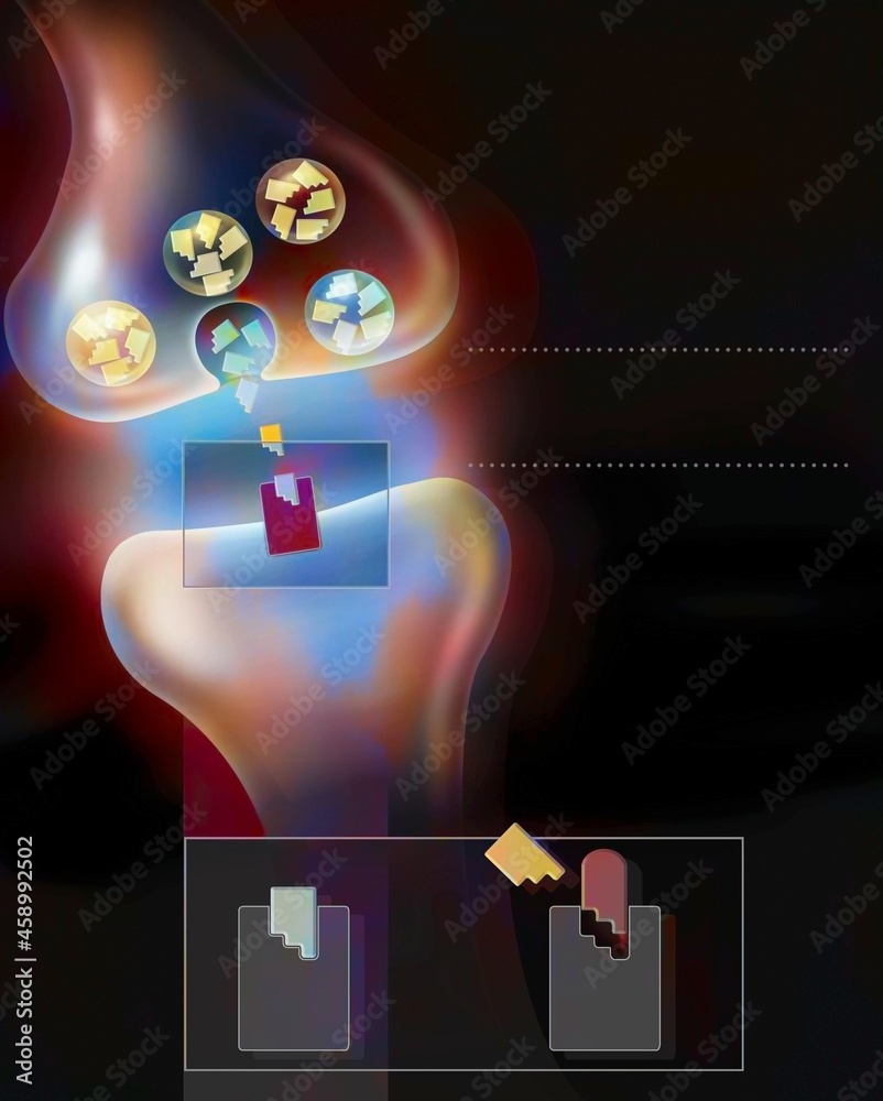Synaptic cleft: transmission of nerve impulses through a ...
