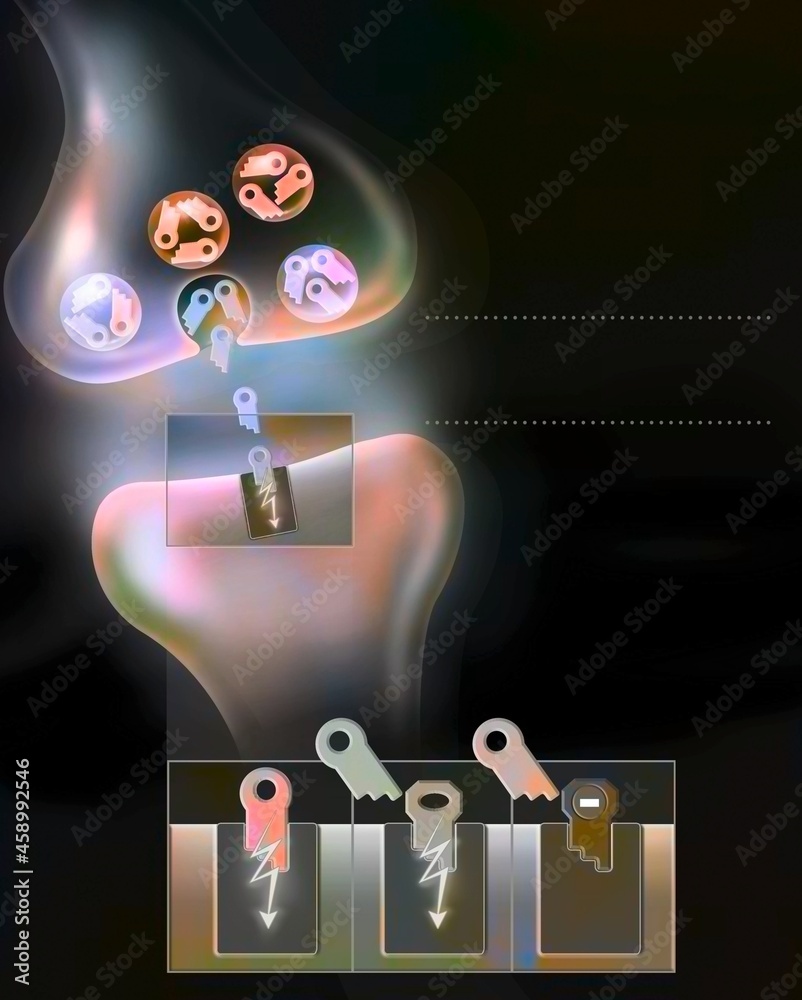 Synaptic cleft: transmission of nerve impulses through a ... Synaptic cleft: transmission of nerve impulses through a ...