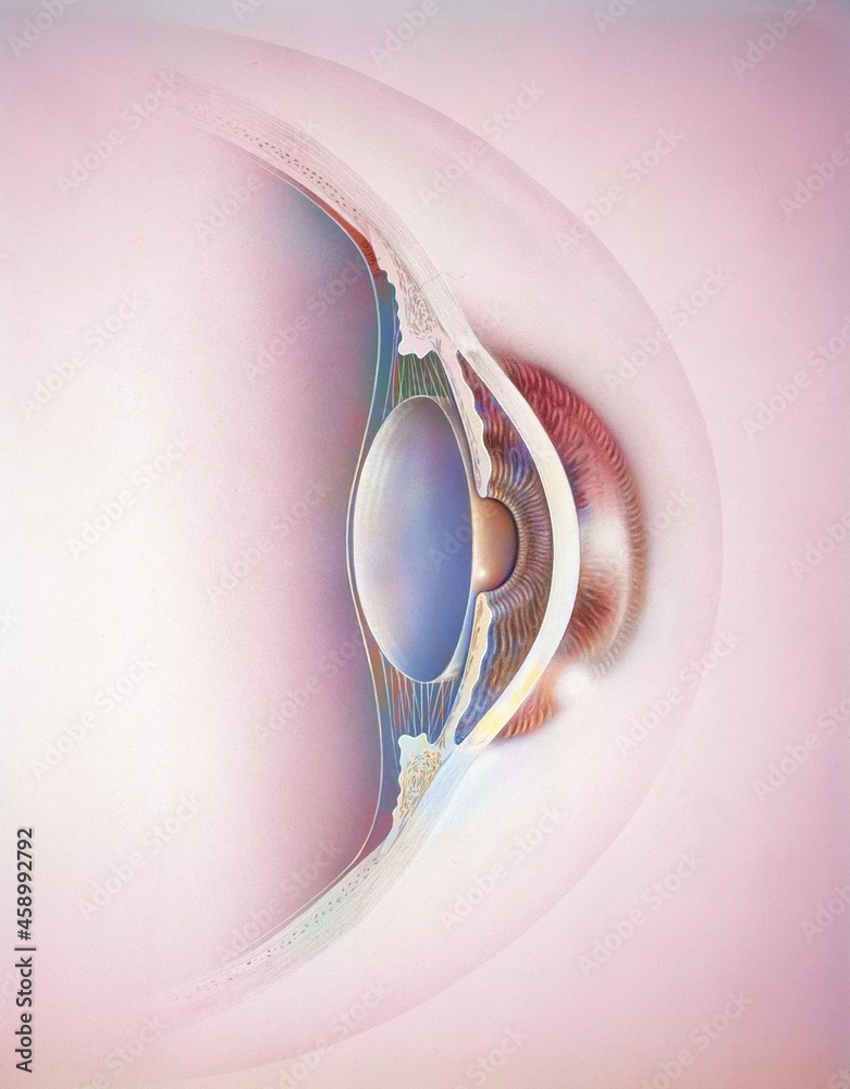 Cross-section of an eye showing crystalline, anterior chamber. . Stock Illustration | Adobe Stock