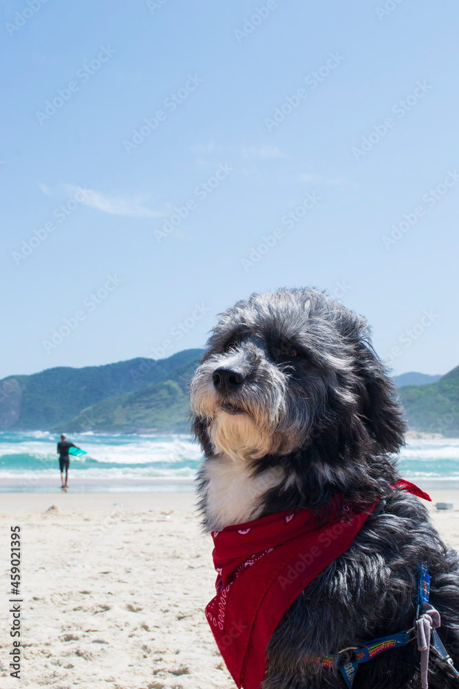 Furry dog on the beach located at Post 12, known as "Praia do Pontal ...