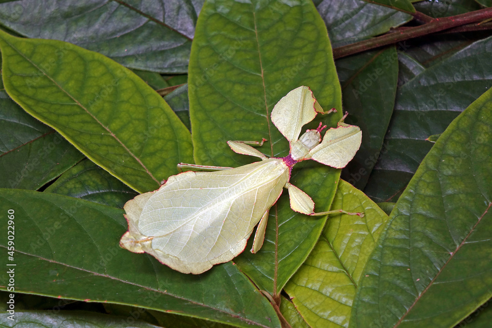 Leaf insect (Phyllium westwoodii), Green leaf insect or Walking leaves ...