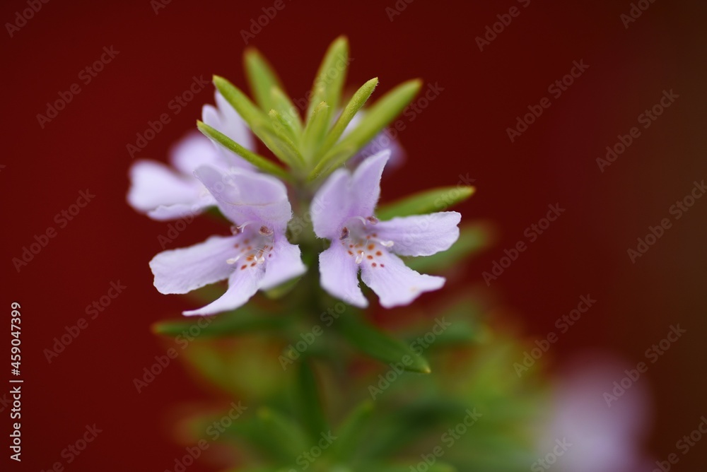 Coastal rosemary flowers. Lamiaceae evergreen shrub. Beach plants ...