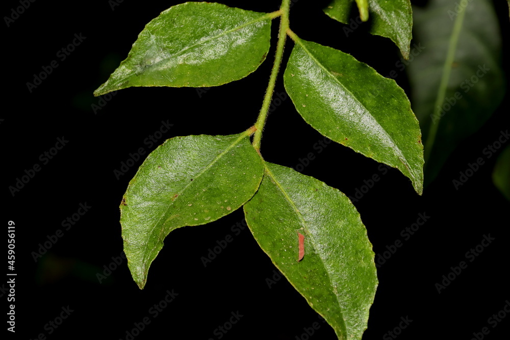 Green Fresh Organic Sweet Neem Leaves on black isolated background or ...