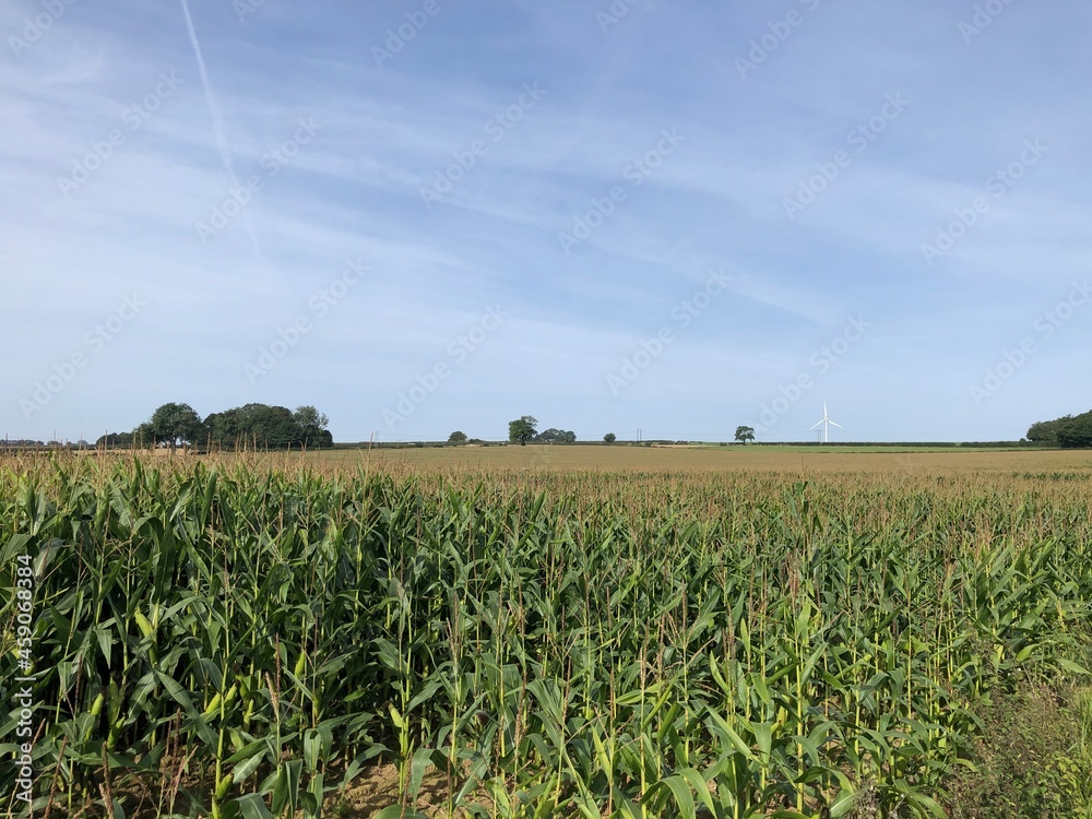 Crop of maize for anaerobic digestion growing in East Yorkshire ...