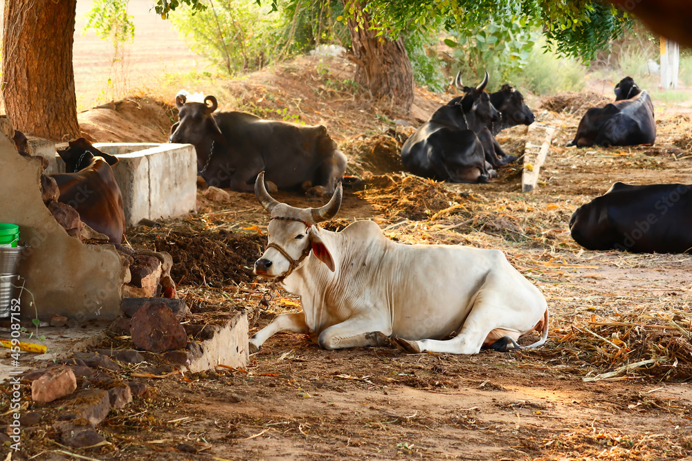 Indian cow cattle and buffalo baby in farm,cattle Shed Rural India,indian countryside With baby ...