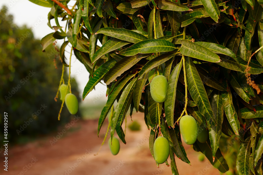 Mango hanging on the tree of mango tree,popular fruit in india ...