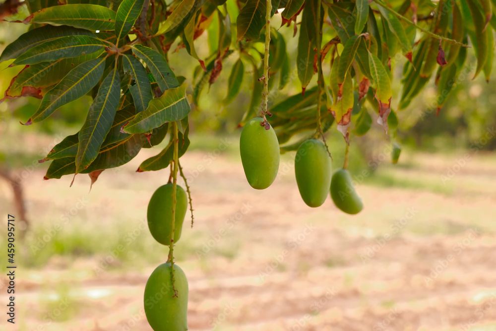 Many young green mango on the mango tree in the garden,mango on tree ...