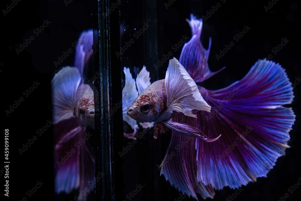 Siamese betta fish is the national fish of Thailand, its distinguishing ...