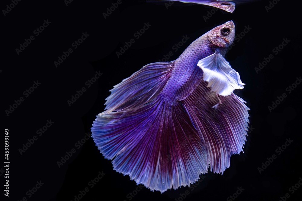 Photo Siamese betta fish is the national fish of Thailand, its ...