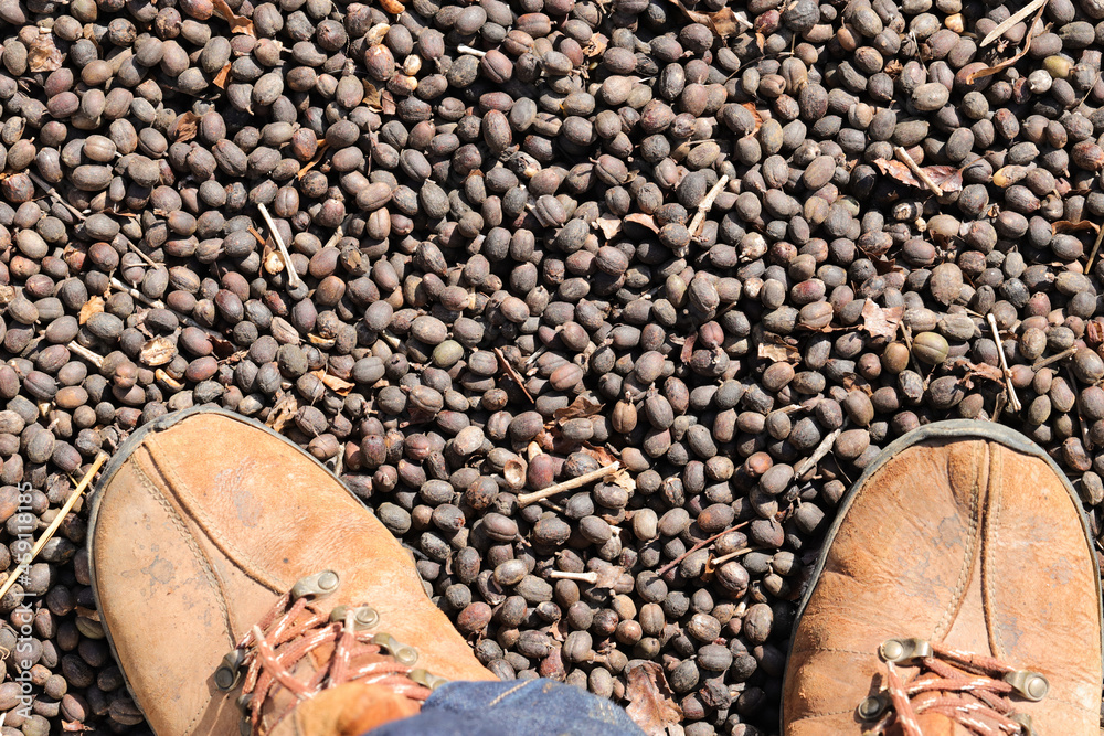 Dry coffee on the concrete patio, ready to advance to the second stage ...