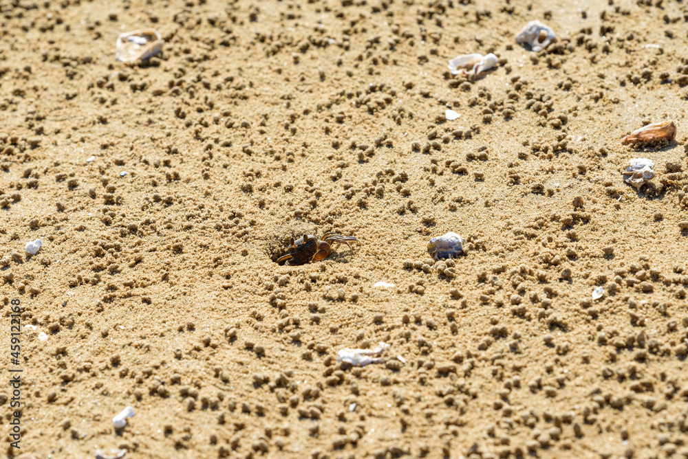 Sand bubbler crab peeping out of their burrows on a sandy beach Stock ...