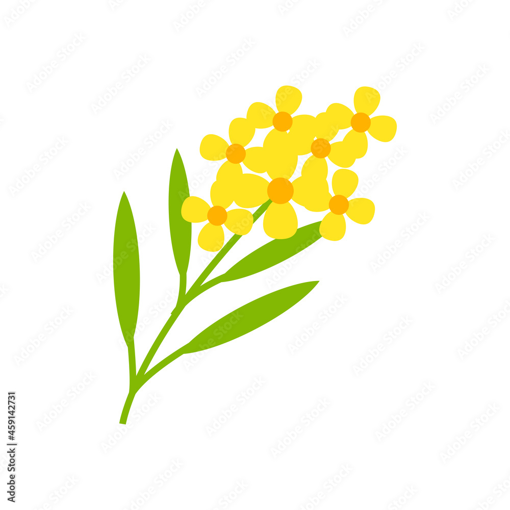mustard flower vector illustration isolated on white background Stock ...
