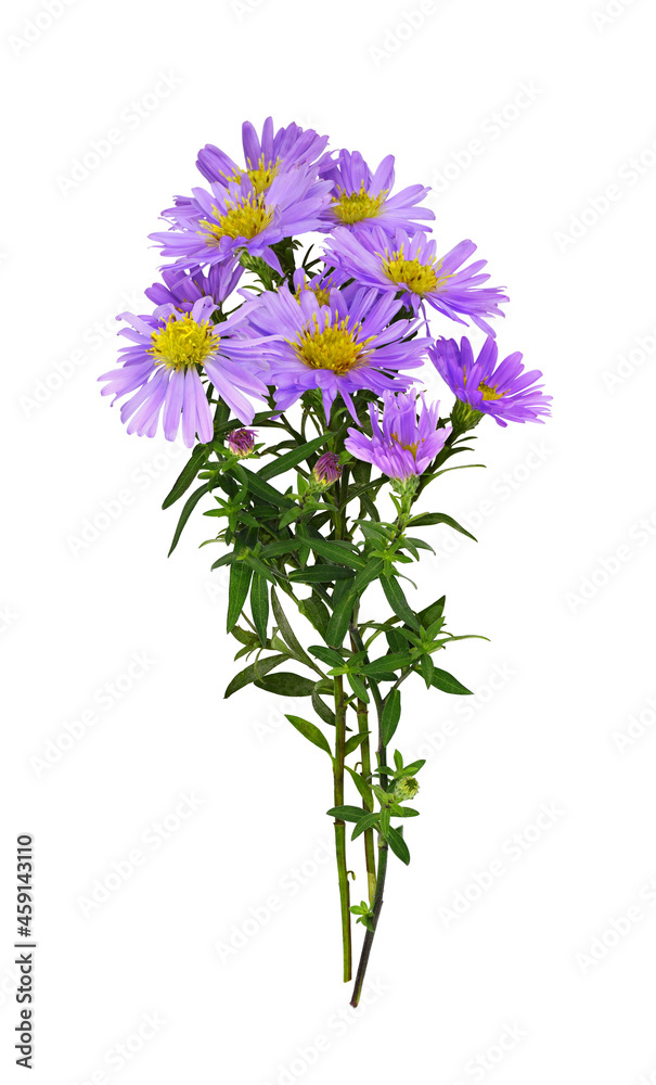 Purple Aster Flower Bouquet