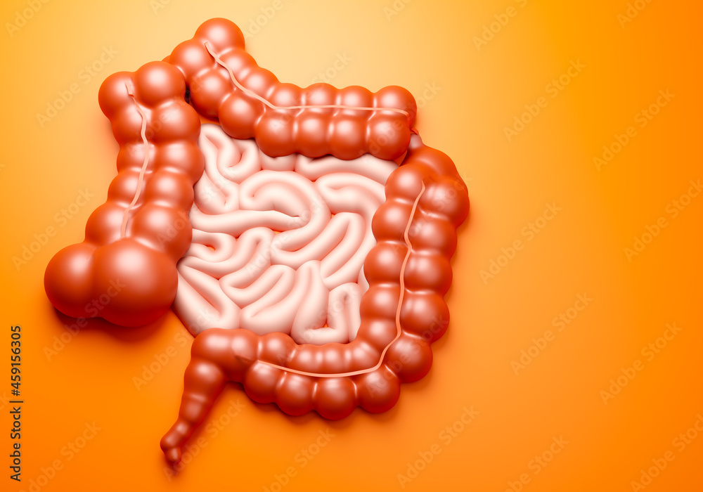 Human intestinal tract. Intestinal tract model on orange background ...