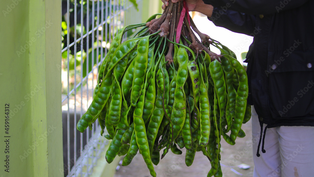 an Asian Man holding a bunch of Fresh Petai or Bitter Beans (Parkia ...