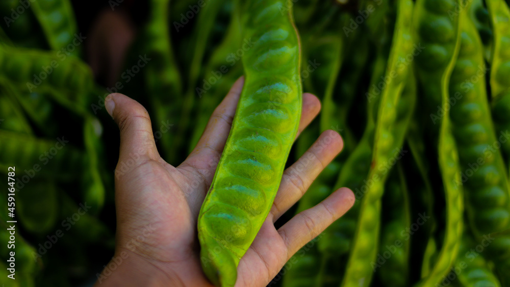 Petai or stink beans on hand with blurred background of a bunch of ...
