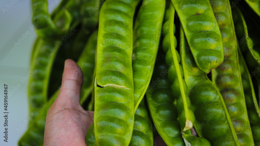 Petai or stink beans on hand with blurred background of a bunch of ...