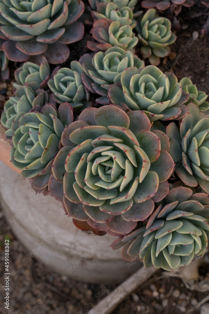 Botany. Top view of succulent plant Echeveria imbricata, also known as ...