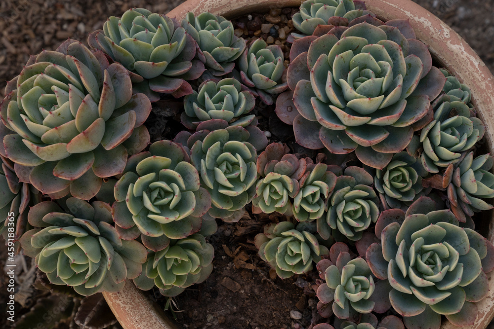 Botany. Top view of succulent plant Echeveria imbricata, also known as ...