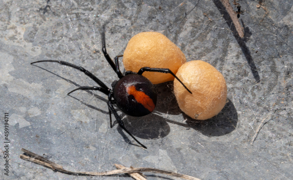 Redback spider, Australian black widow, Scientific name: Latrodectus ...