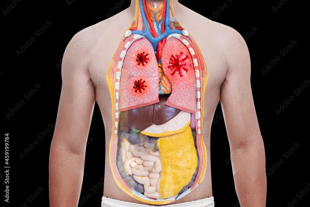 Cross section anatomy human body with corona virus outbreak infecting ...