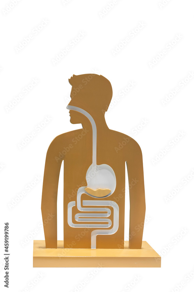 Cross section of human anatomy made of wood stomach, heart, kidneys ...