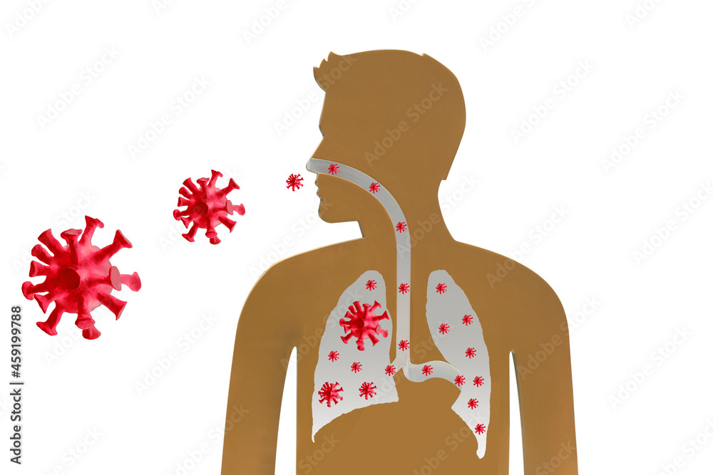Cross section of human anatomy with virus enters the lungs human on ...