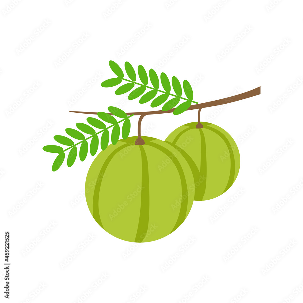 Gooseberry also known Amla tree bunch vector illustration isolated on ...