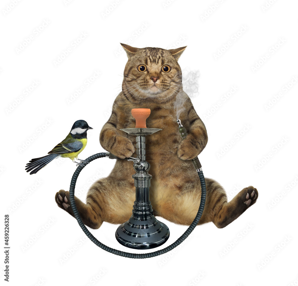 A beige cat is smoking a hookah. White background. Isolated. Stock Photo | Adobe Stock