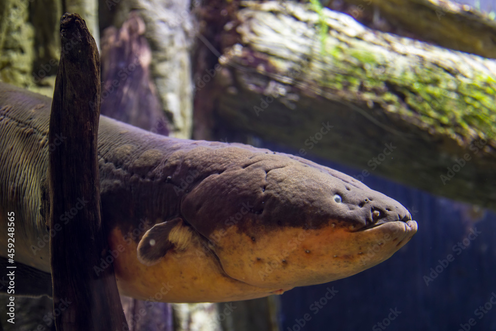 Foto de The electric eel (Electrophorus electricus) is a South American ...