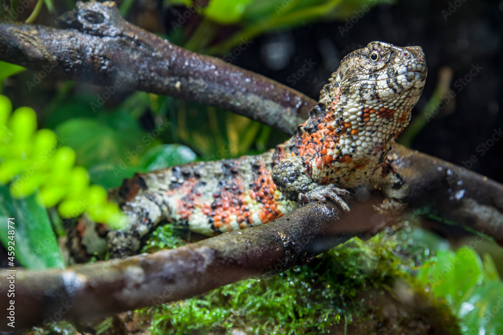 The Chinese crocodile lizard (Shinisaurus crocodilurus) is a ...