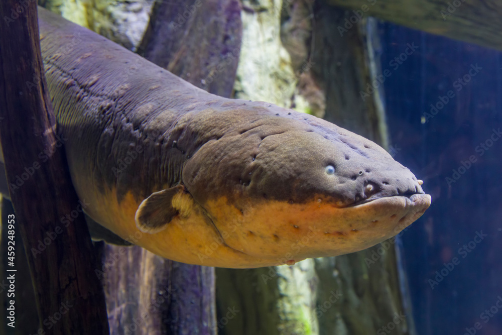 Foto de The electric eel (Electrophorus electricus) is a South American ...