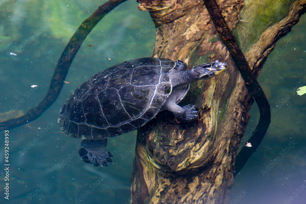 The yellow-spotted Amazon river turtle(Podocnemis unifilis). One of the ...
