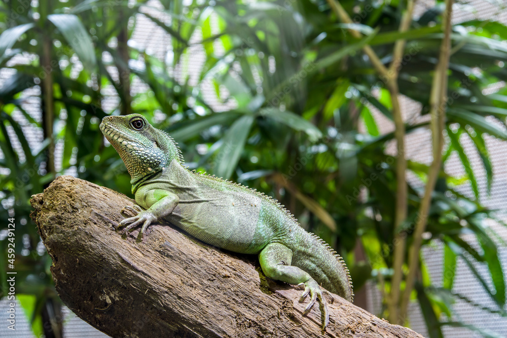 a Chinese water dragon (Physignathus cocincinus) is a species of agamid ...