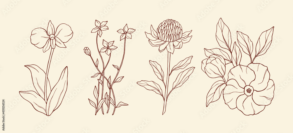 Line art Australian native flowers Stock Vector | Adobe Stock