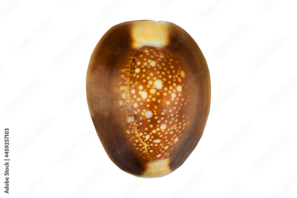 Sea shell of Monetaria caputserpentis on white background with clipping ...