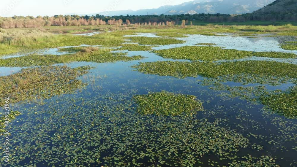 Green water lily leaves on a blue lake - marsh vegetation in a wetland ...