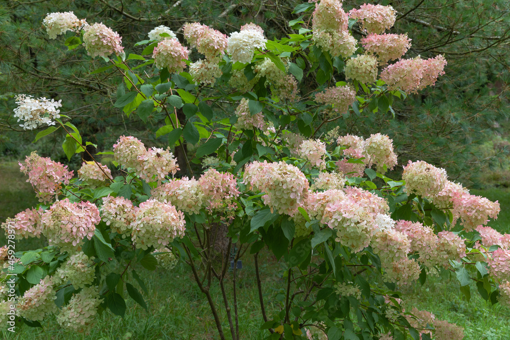 Hydrangea paniculata unique, a deciduous shrub with dark green leaves ...
