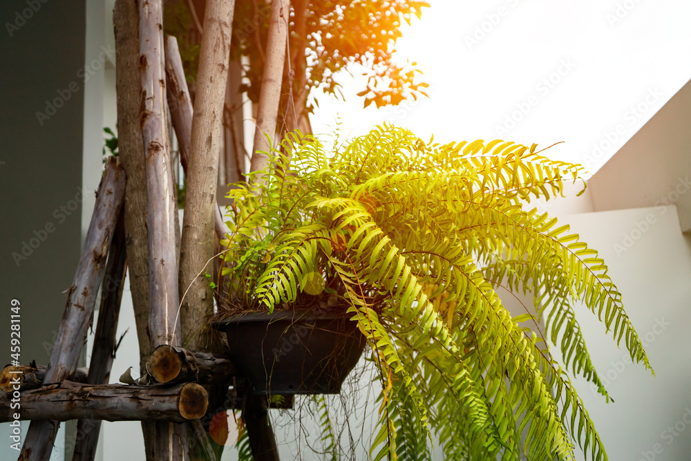 Sword Fern,Fishbone Fern,leaves Edible-stemed Vine in the basket ...