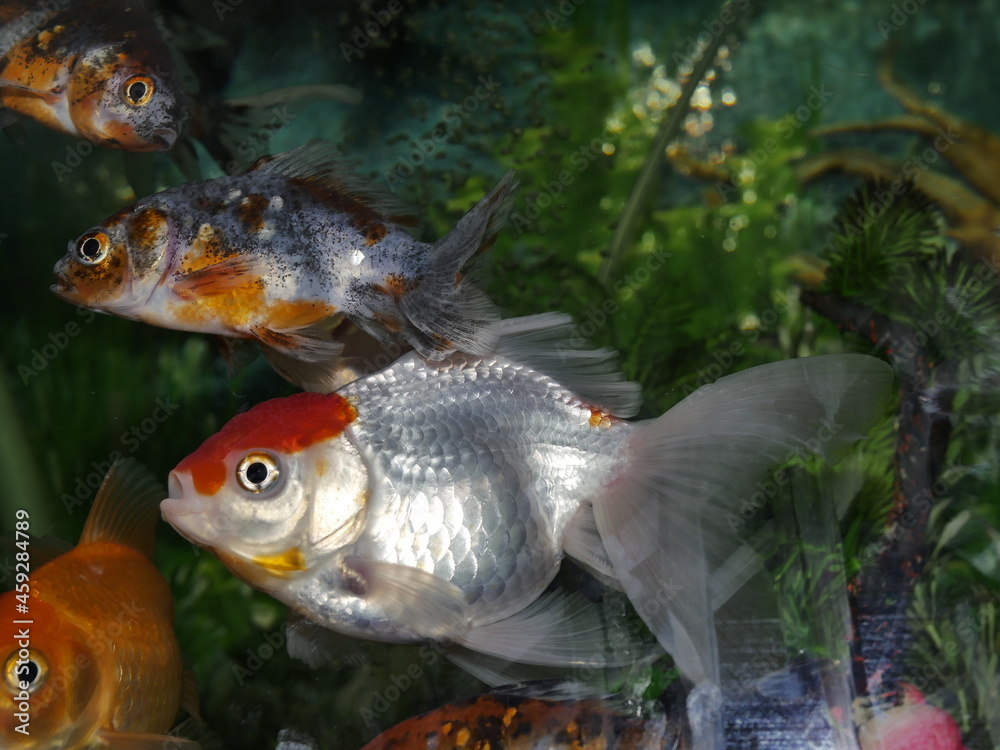 Goldfish swim in an aquarium with very clear water making the fish look ...