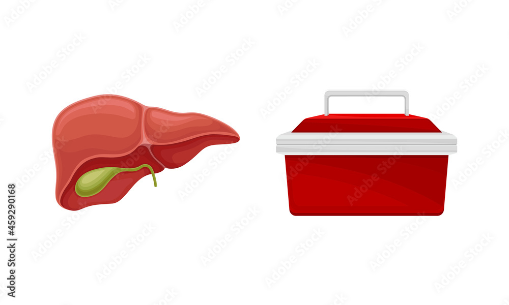 Liver with gall bladder donor organ and cooler box for transporting ...