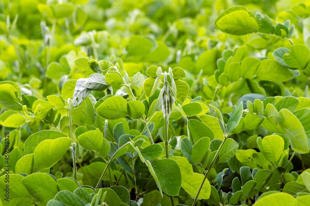 Trembesi (Samanea saman), the rain tree, Monkey pod tree seedlings ...