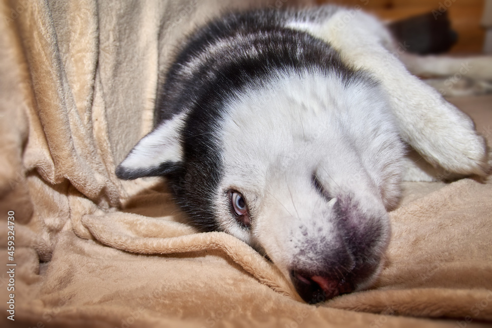 Happy dog face close-up. Husky dog is basking on the sofa, lying on his ...