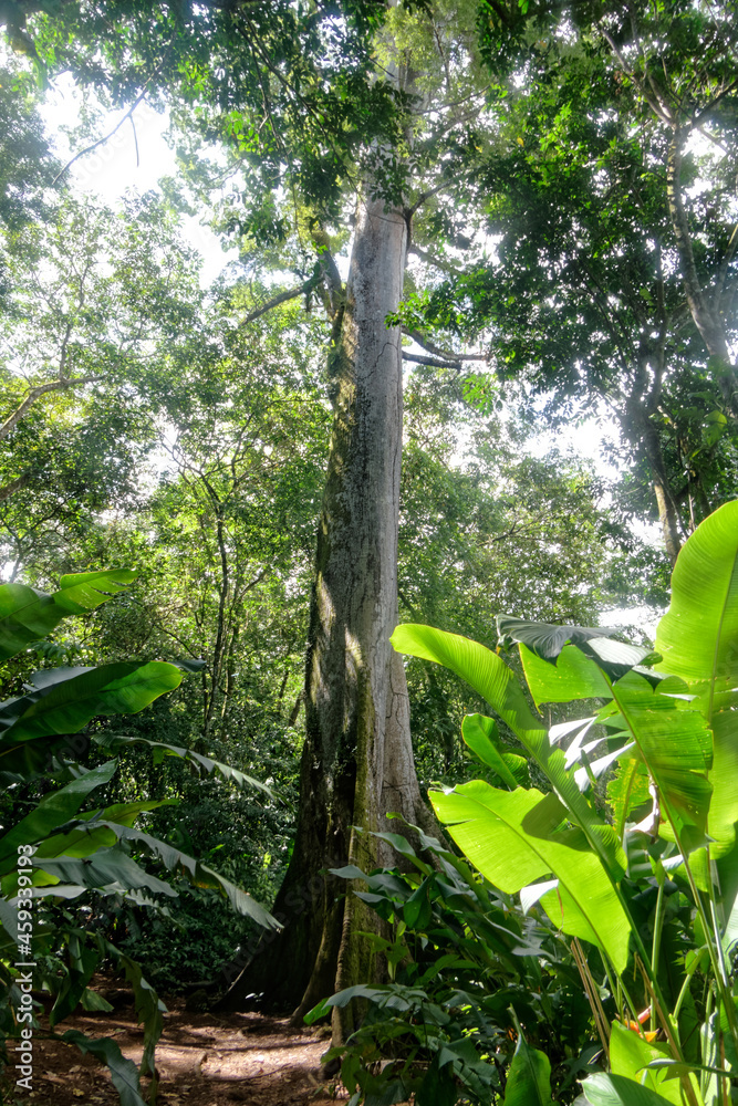 Arbre fascinant de par sa taille: le Fromager en Guyane française Stock ...