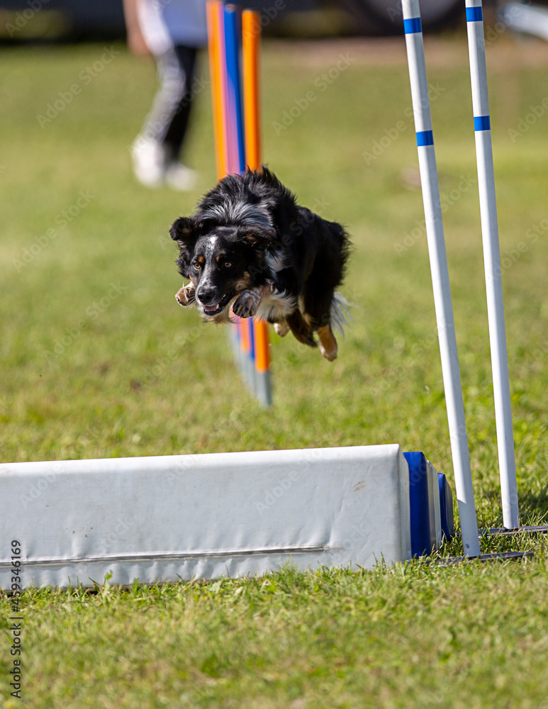 Dog agility in action at jump fence. Very fast agility dog racing on an ...
