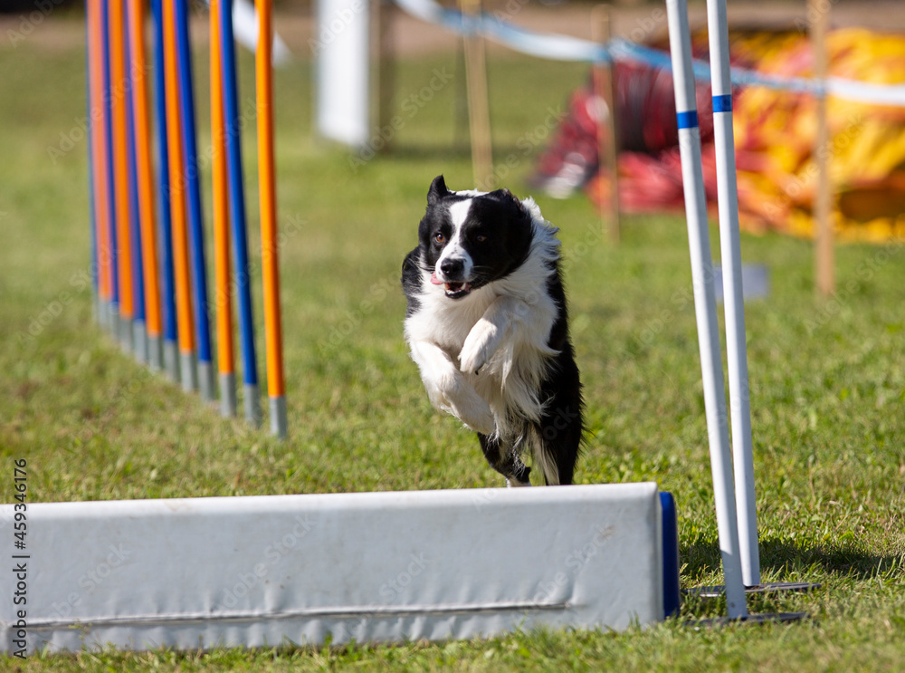 Dog agility in action at jump fence. Very fast agility dog racing on an ...