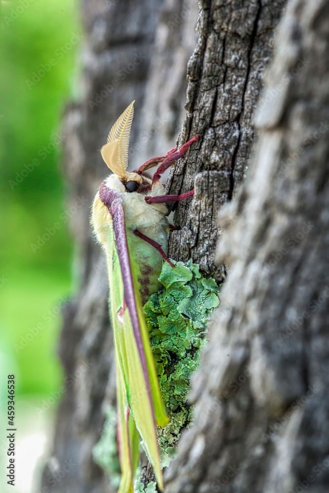 Luna Moth Side View on the side of a Tree Stock Photo | Adobe Stock