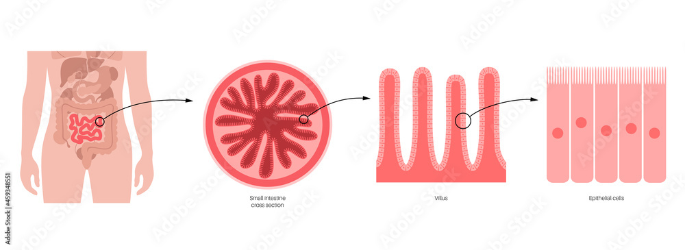 Small intestine anatomy Stock Vector | Adobe Stock